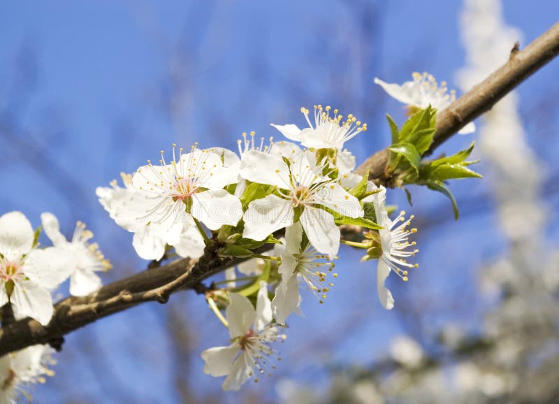 Cherry Branch Picture. Image: 2348126