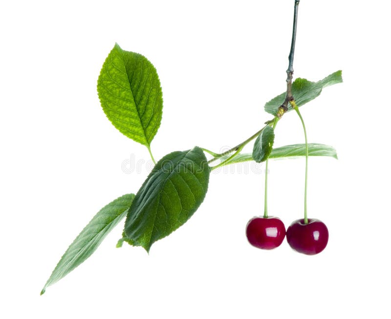 Cherry branch stock image. Image of healthy, passion, drink - 2730325