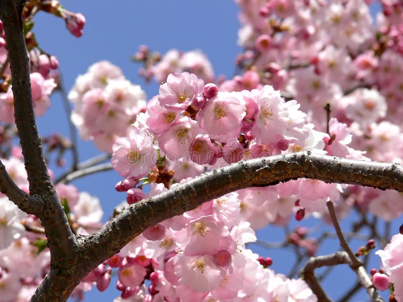 Cherry Branch stock photo. Image of nature, colorful, tree - 732904