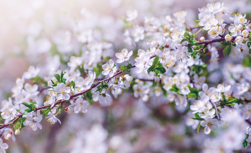 Cherry Branch with Beautiful Stock Image - Image of macro, blossoms ...