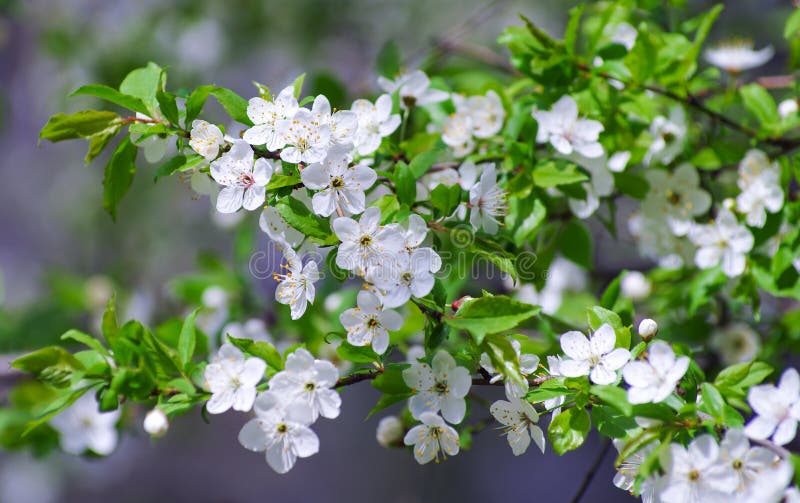 Cherry Branch with Beautiful Stock Photo - Image of season, blossom ...