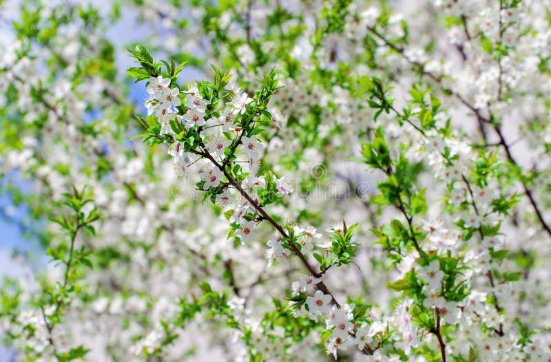 Cherry Branch with Beautiful Stock Image - Image of season, background ...