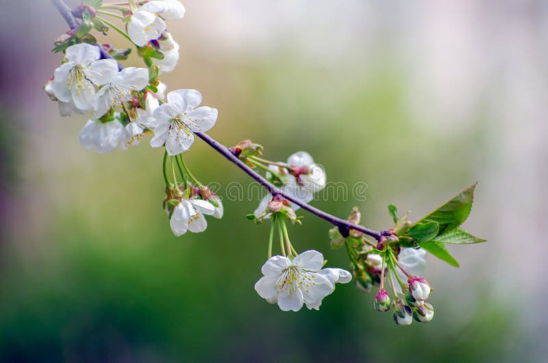Cherry Branch with Beautiful Stock Photo - Image of flora, branch ...