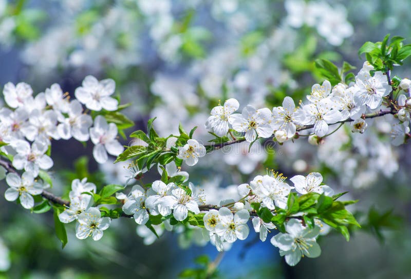 Cherry Branch with Beautiful Stock Photo - Image of bloom, branch ...