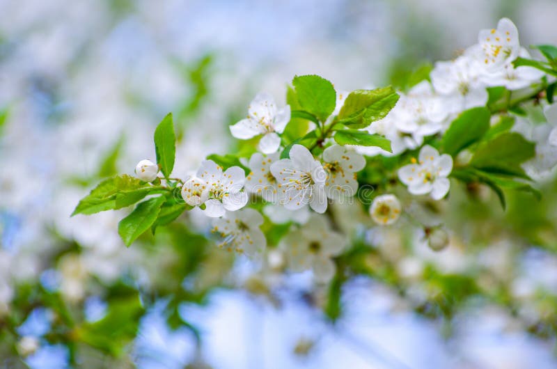 Cherry Branch with Beautiful Stock Photo - Image of freshness, petal ...
