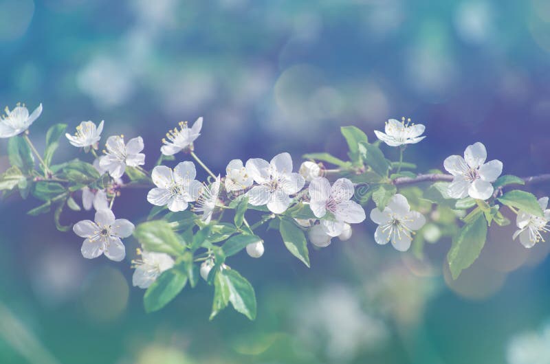 Cherry Branch with Beautiful Stock Image - Image of spring, macro ...