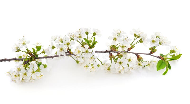 Cherry branch with blossom stock photo. Image of macro - 172399494