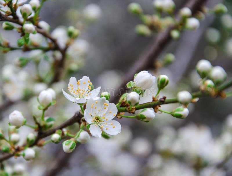 Cherry branch stock image. Image of plant, cherry, petal - 67883995
