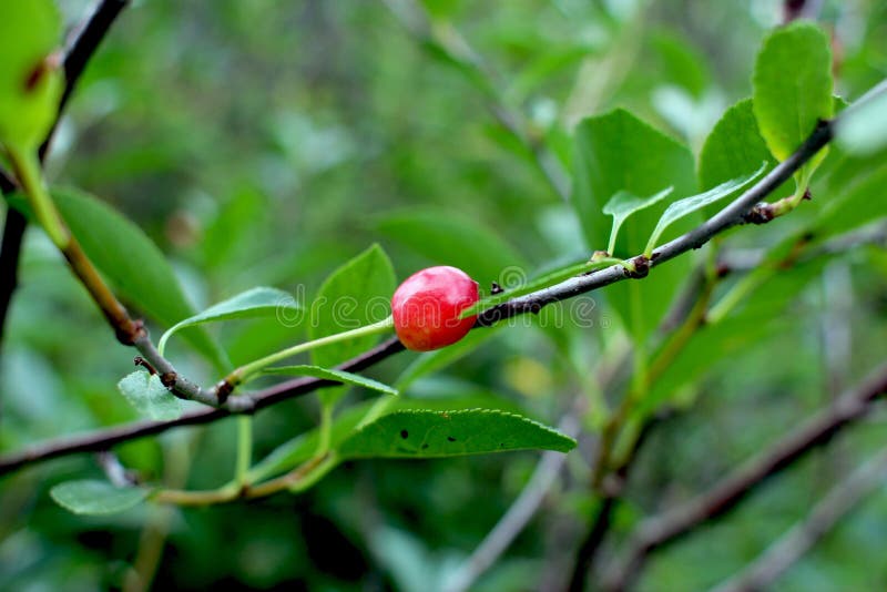 Cherry on Branch. Cherry Orchard Stock Photo - Image of branches ...