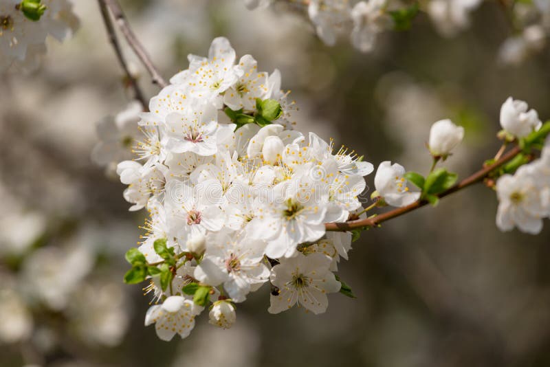 Cherry branch with flowers stock photo. Image of background - 55091848