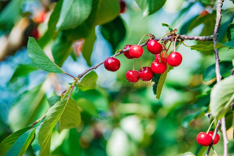 Cherry on the Branch Grows, Ripened Red Cherry Stock Photo - Image of ...