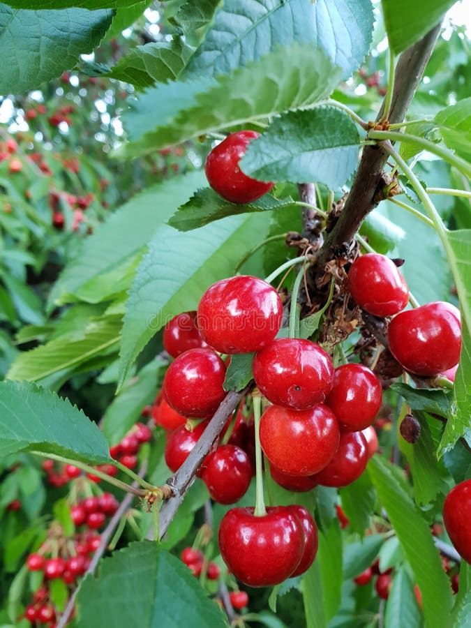 Cherry on the Branch Grows, Ripened Red Cherry Stock Photo - Image of ...