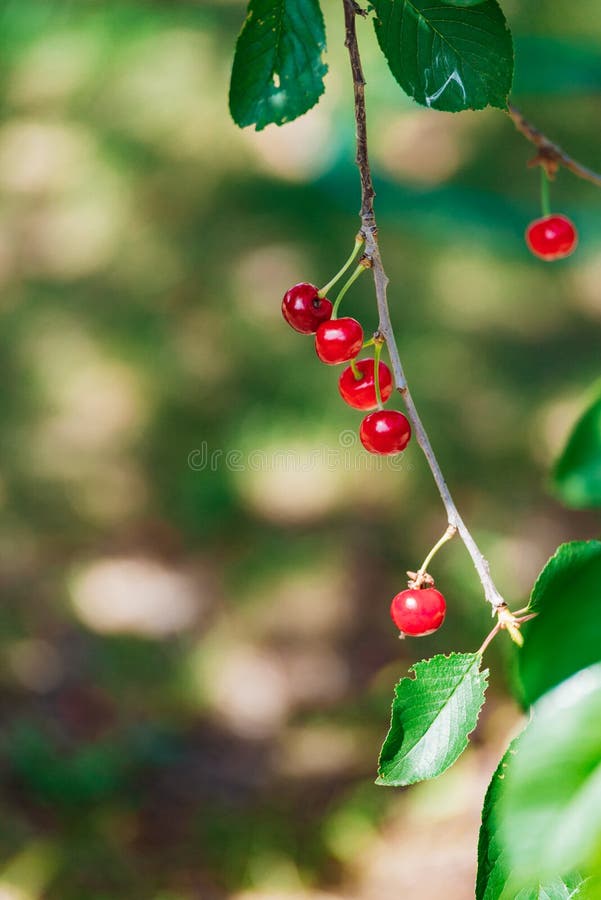 Cherry on the Branch Grows, Ripened Red Cherry Stock Image - Image of ...