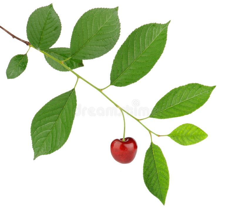 Cherry branch stock image. Image of closeup, organic - 31799153