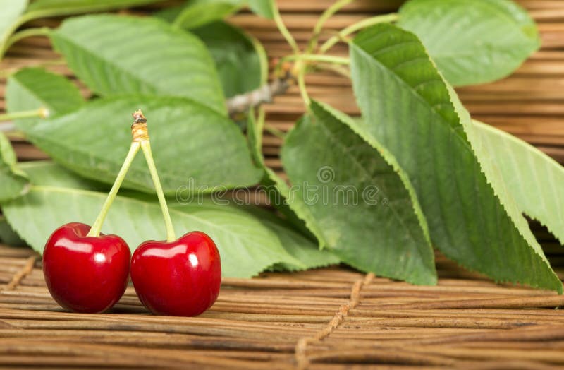 Cherry branch with leaves stock image. Image of macro - 31369219