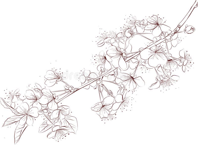 Blossoming cherry tree stock vector. Illustration of background - 29259539