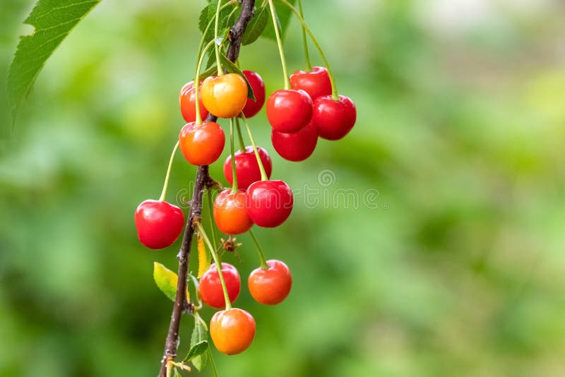 Cherry Branch with Red Berries in the Garden. Growing Cherries Stock ...