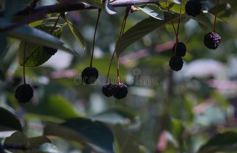The Cherry on the Cherry Branch is Rotten Stock Photo - Image of drop ...