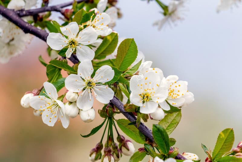 Cherry Branch with White Flowers on a Tree. Cherry Blossoms Stock Photo ...