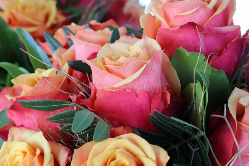 Cherry Brandy Roses stock image. Image of arrangement - 91100987