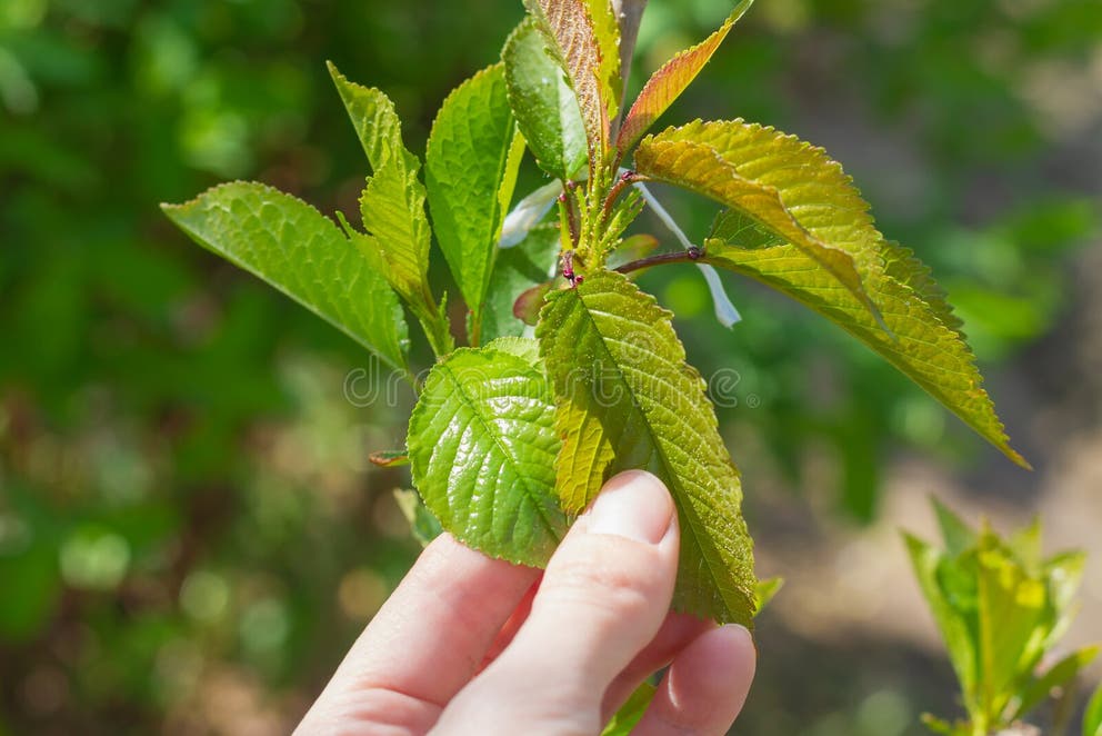The Cherry Bud Grafted Onto the Cherry Tree and Opened Its Leaves in ...