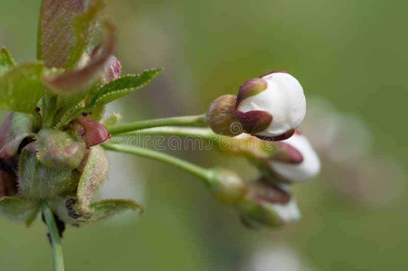 Cherry bud stock image. Image of gardening, blooms, botanical - 30845125