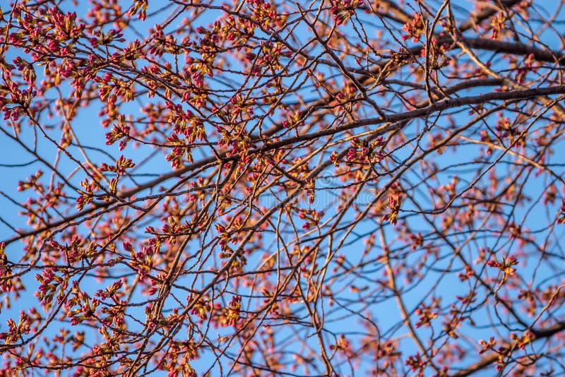 Cherry Buds with Blue Sky Background Stock Photo - Image of shallow ...