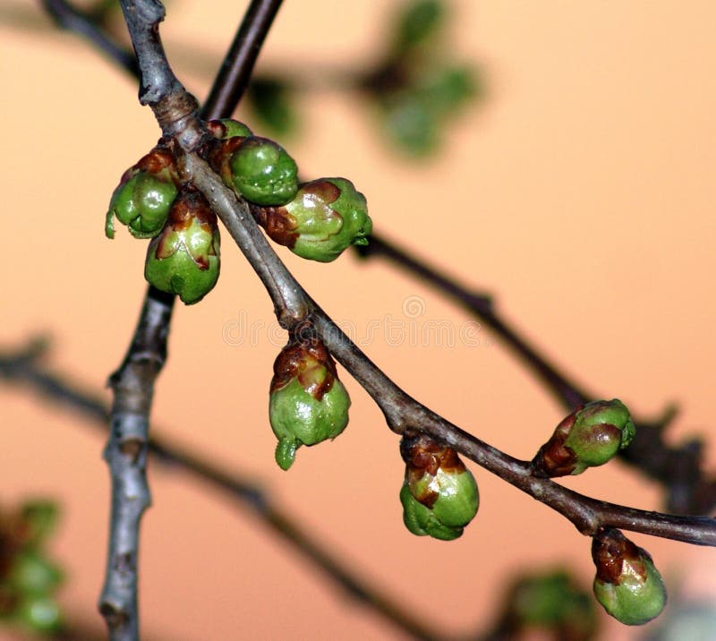 Cherry Buds Can No Longer Contain Compact-folded Leaves. Stock Photo ...