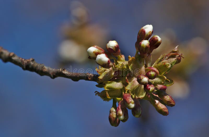 Cherry buds in spring stock photo. Image of floral, garden - 39294582