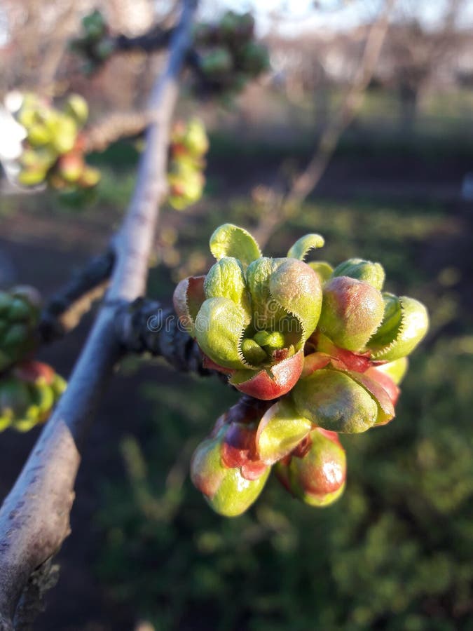 Cherry Buds stock image. Image of forest, cherry, green - 92403917