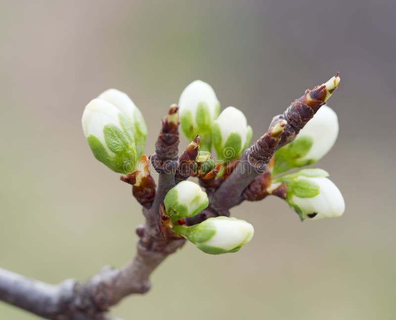Cherry buds in spring stock photo. Image of floral, garden - 39294582