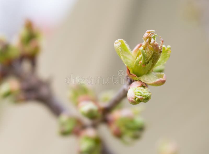 Cherry buds stock photo. Image of closeup, april, nature - 261980094