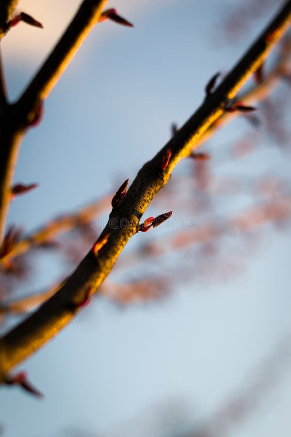 Cherry Buds in Spring Sunshine Stock Image - Image of season, warm ...