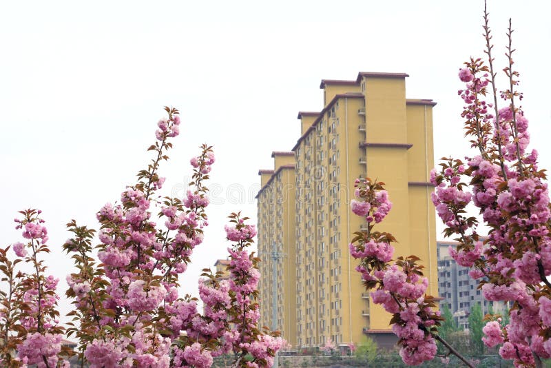 Cherry and building stock photo. Image of sakura, buildings - 70367746