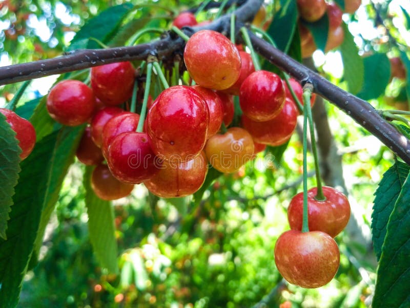 Red and Yellow Cherry Bunch in the Sun-drenched Garden Stock Image ...