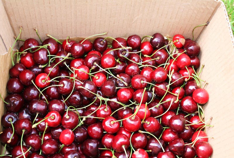 Cherry in cardboard box stock photo. Image of cherry - 14896022