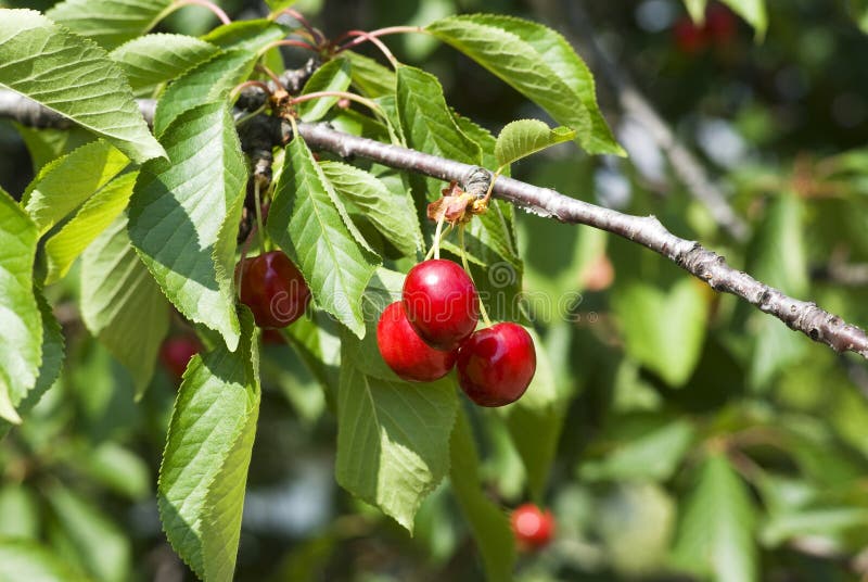 Cherry stock photo. Image of close, fruit, closeup, bunch - 81685758