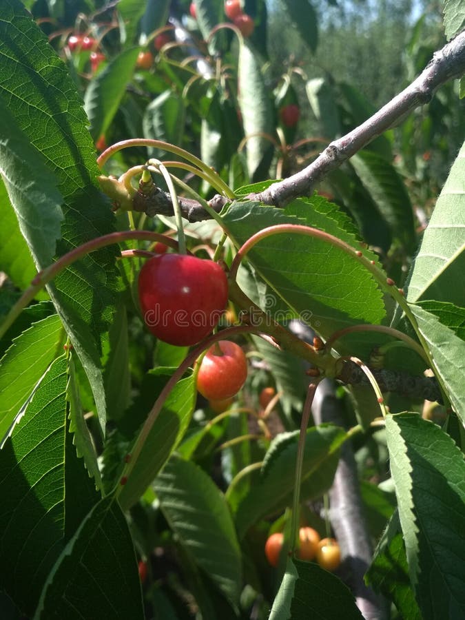 Cherry stock image. Image of cherry, yummy, taste, sweet - 151777233