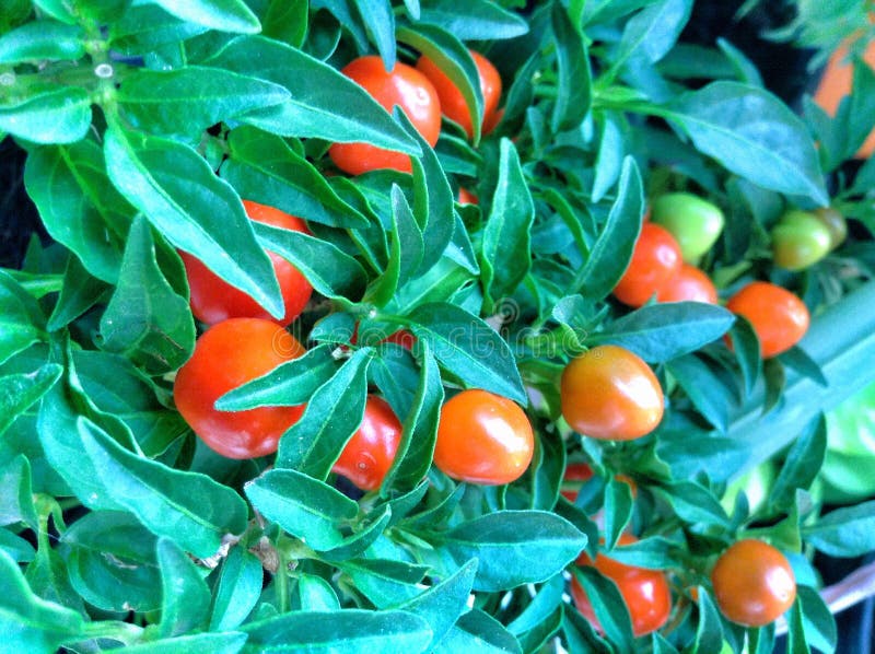 Cherry chili pepper stock image. Image of pepper, chili - 71200325