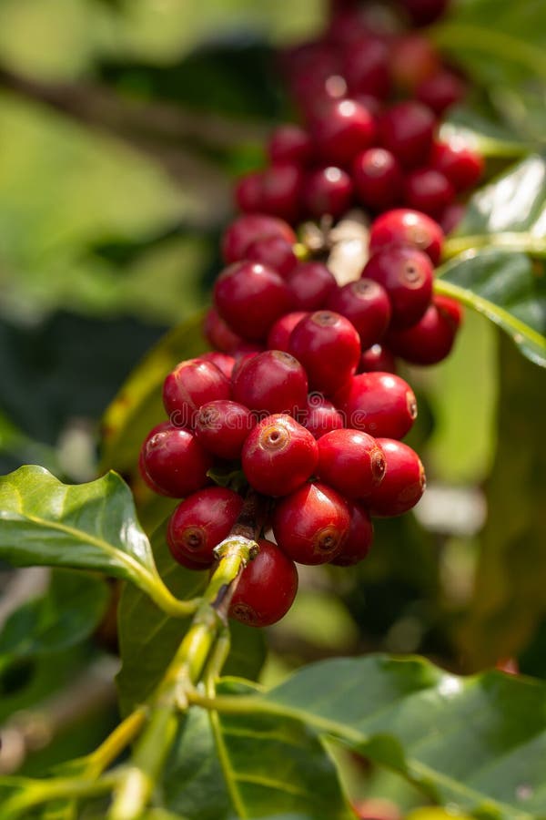Cherry Coffee Beans on the Branch of Coffee Plant Stock Photo - Image ...