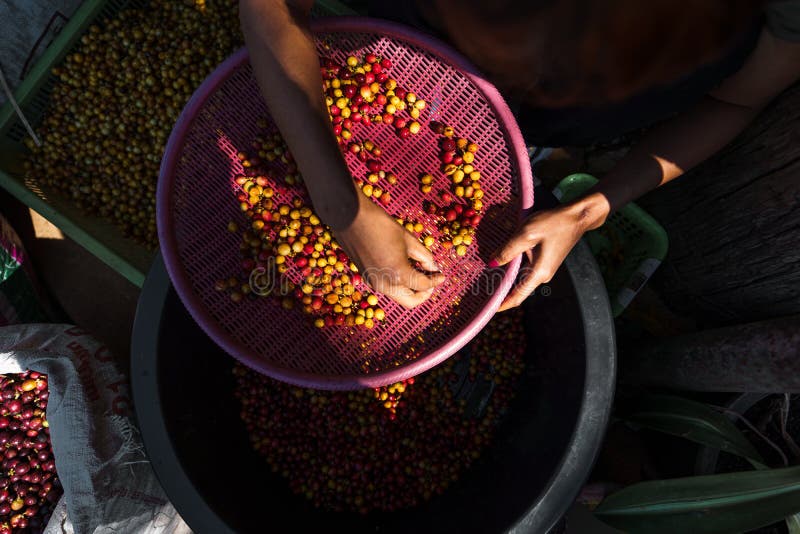 Cherry Coffee Beans Sorting,red and Yellow Coffee in the Sorting Tank ...