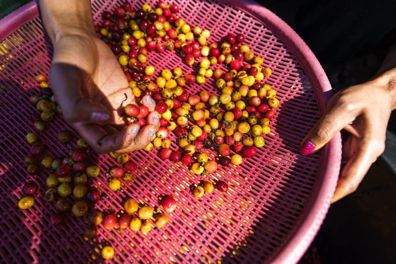 Cherry Coffee Beans Sorting,red and Yellow Coffee in the Sorting Tank ...
