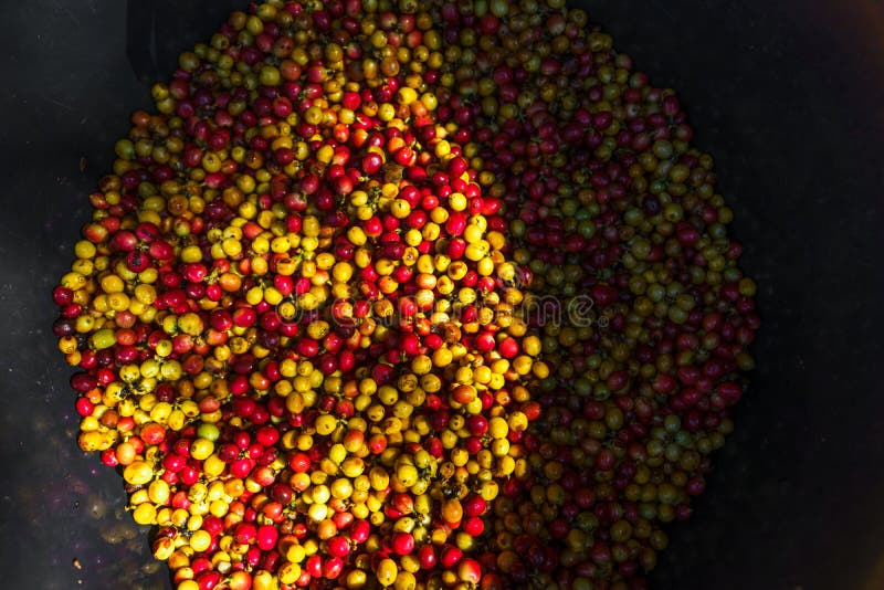 Cherry Coffee Beans Sorting,red and Yellow Coffee in the Sorting Tank ...