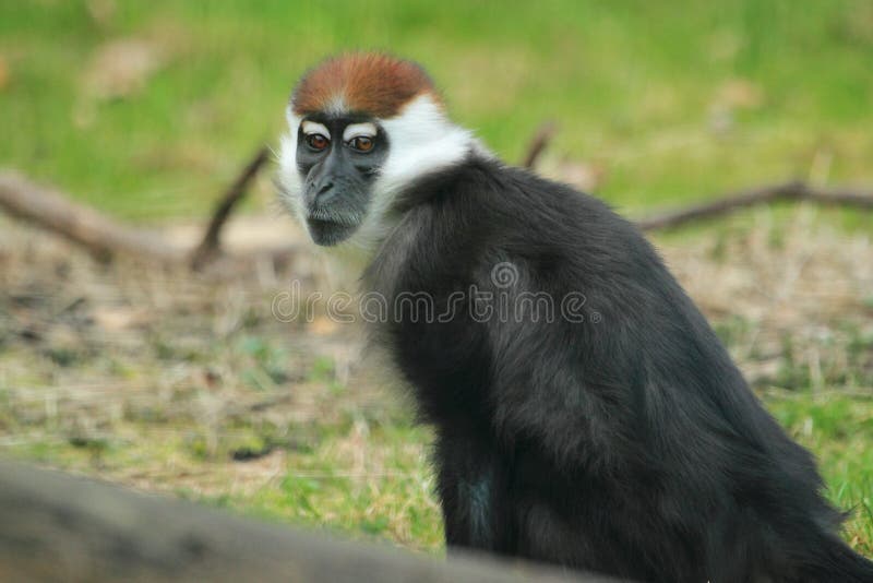 Mangabey stock photo. Image of burgundy, monkey, distinctive - 232268
