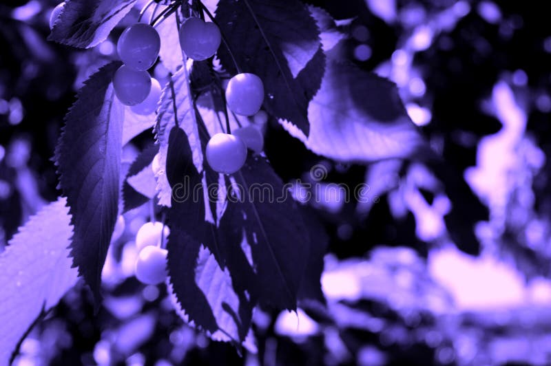 Cherry in the Evening Light. Tree of Sweet Cherry Stock Photo - Image ...