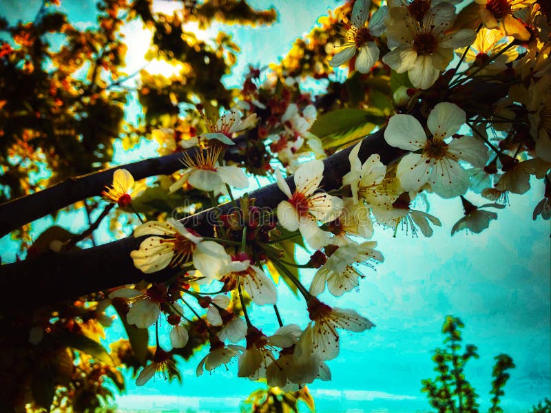 Cherry explosion stock photo. Image of blossom, cherry - 193740818