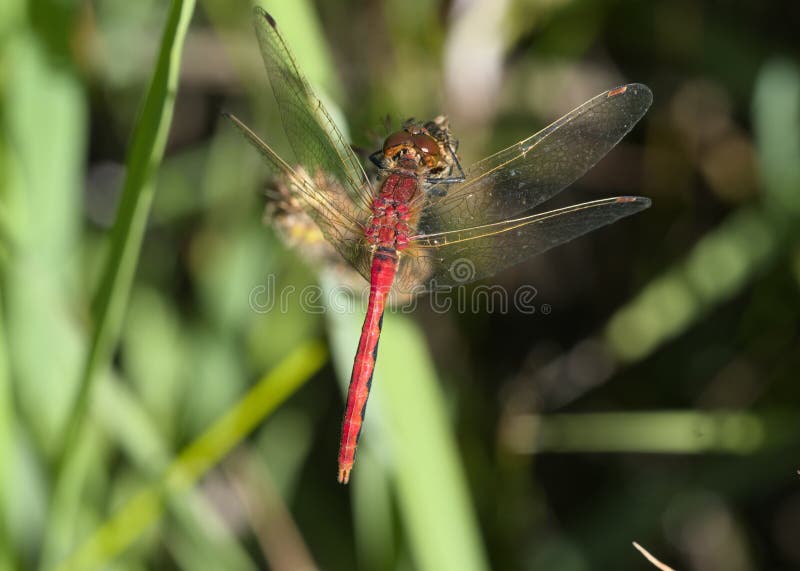 Cherry-faced Meadowhawk stock image. Image of animal - 120684243