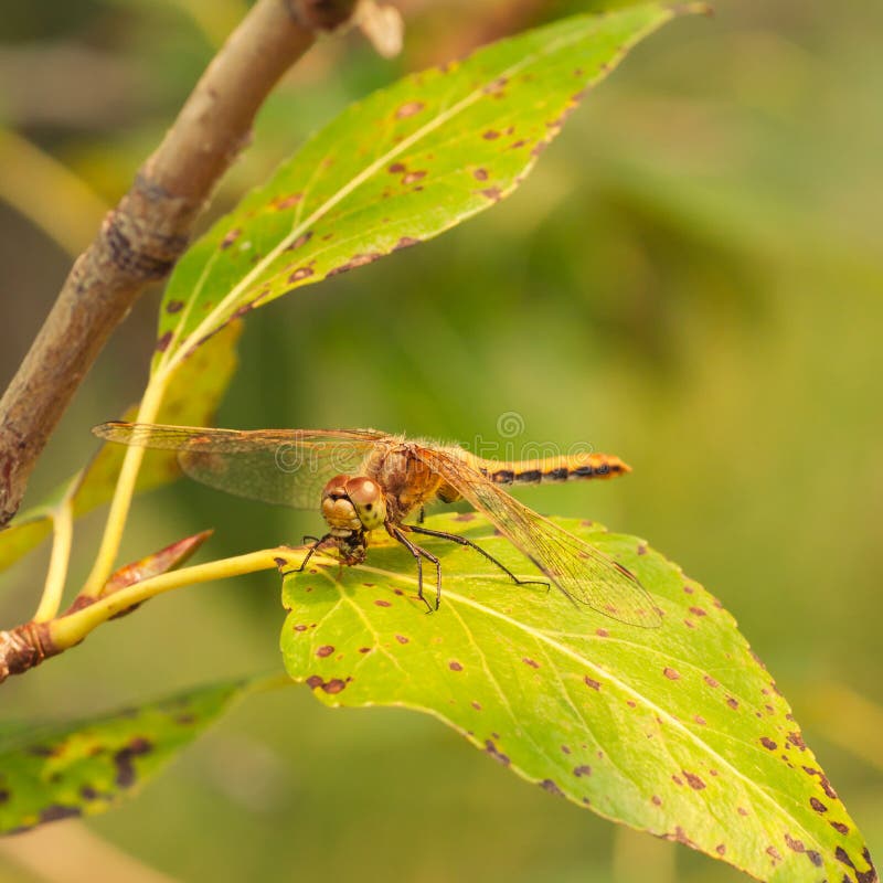 Cherry-faced Meadowhawk Dragonfy Eating Bug Stock Image - Image of ...