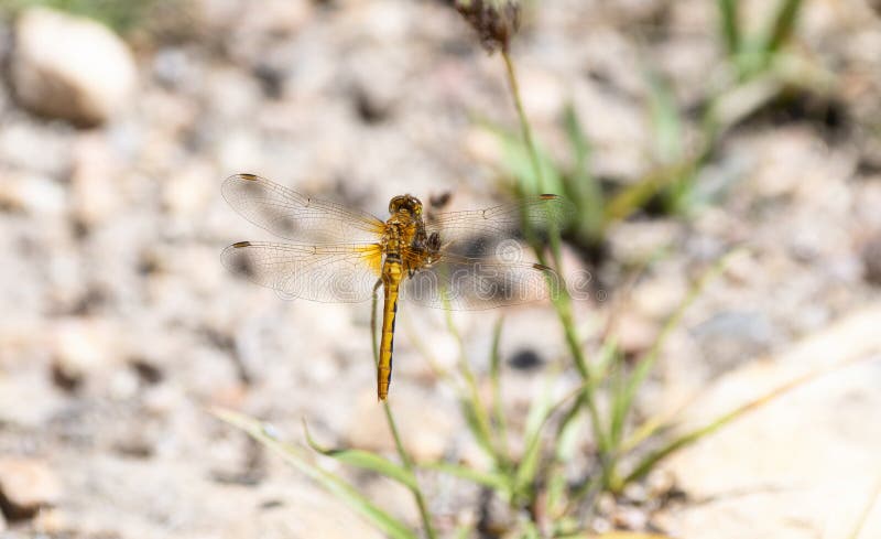 Cherry-faced Meadowhawk Sympetrum Internum Perched on a Leaf in Eastern ...