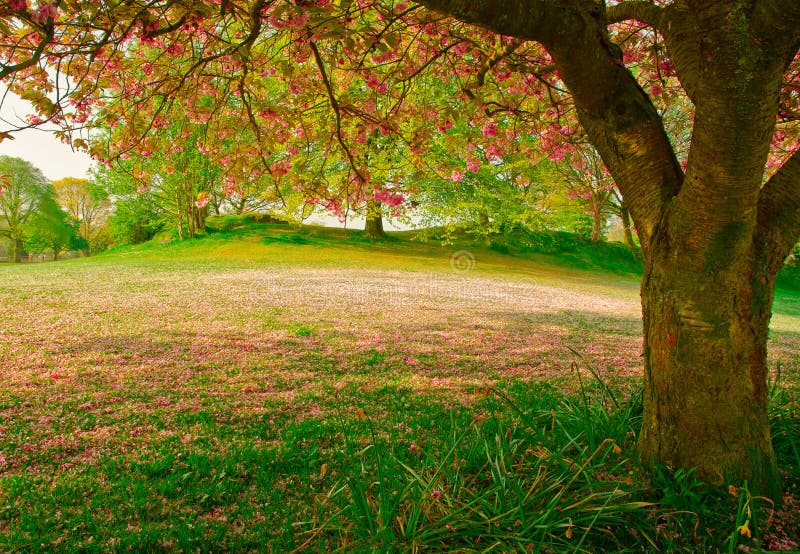 Cherry fall stock image. Image of blossom, rock, view - 40310035